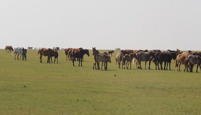 Мэнэнгийн тал :: www.touristinfocenter.mn