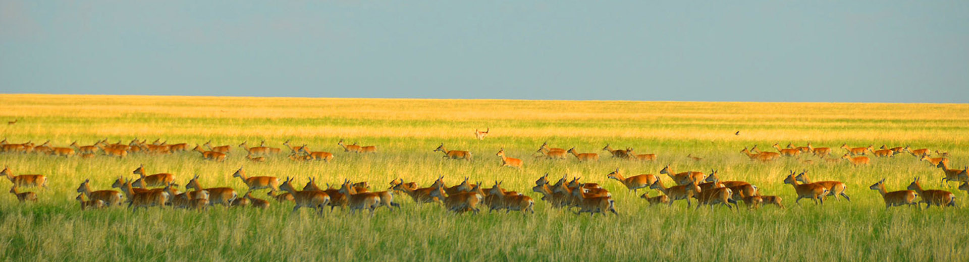 Mongolian flora & fauna :: www.touristinfocenter.mn