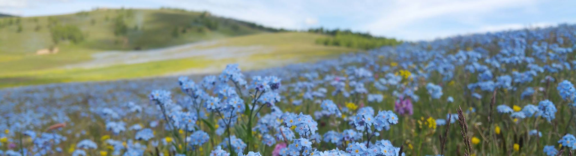 Mongolian flora & fauna :: www.touristinfocenter.mn
