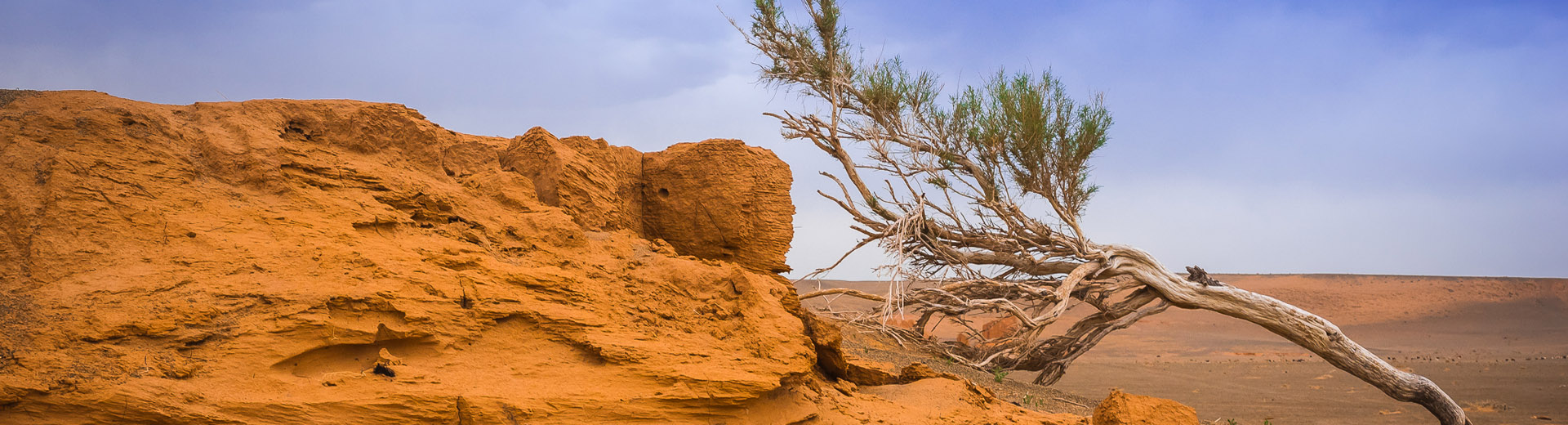Mongolian flora & fauna :: www.touristinfocenter.mn